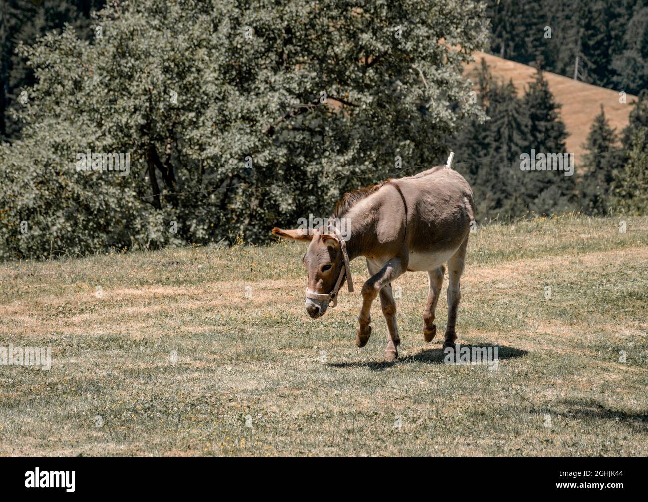 Cute donkey running on a pasture Stock Photo - Alamy