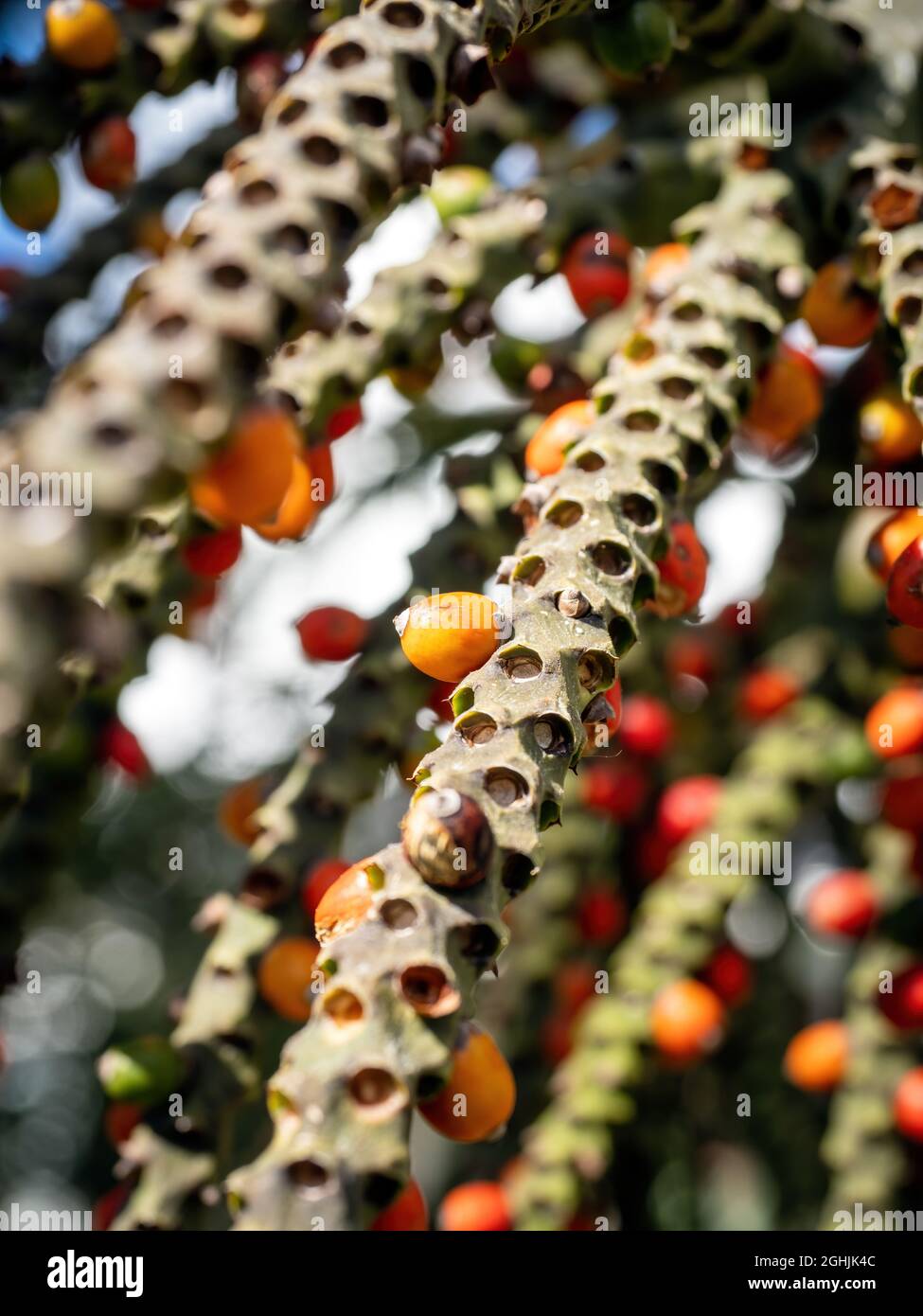 Nikau Palm (Rhopalostylis sapida) seeds Stock Photo - Alamy