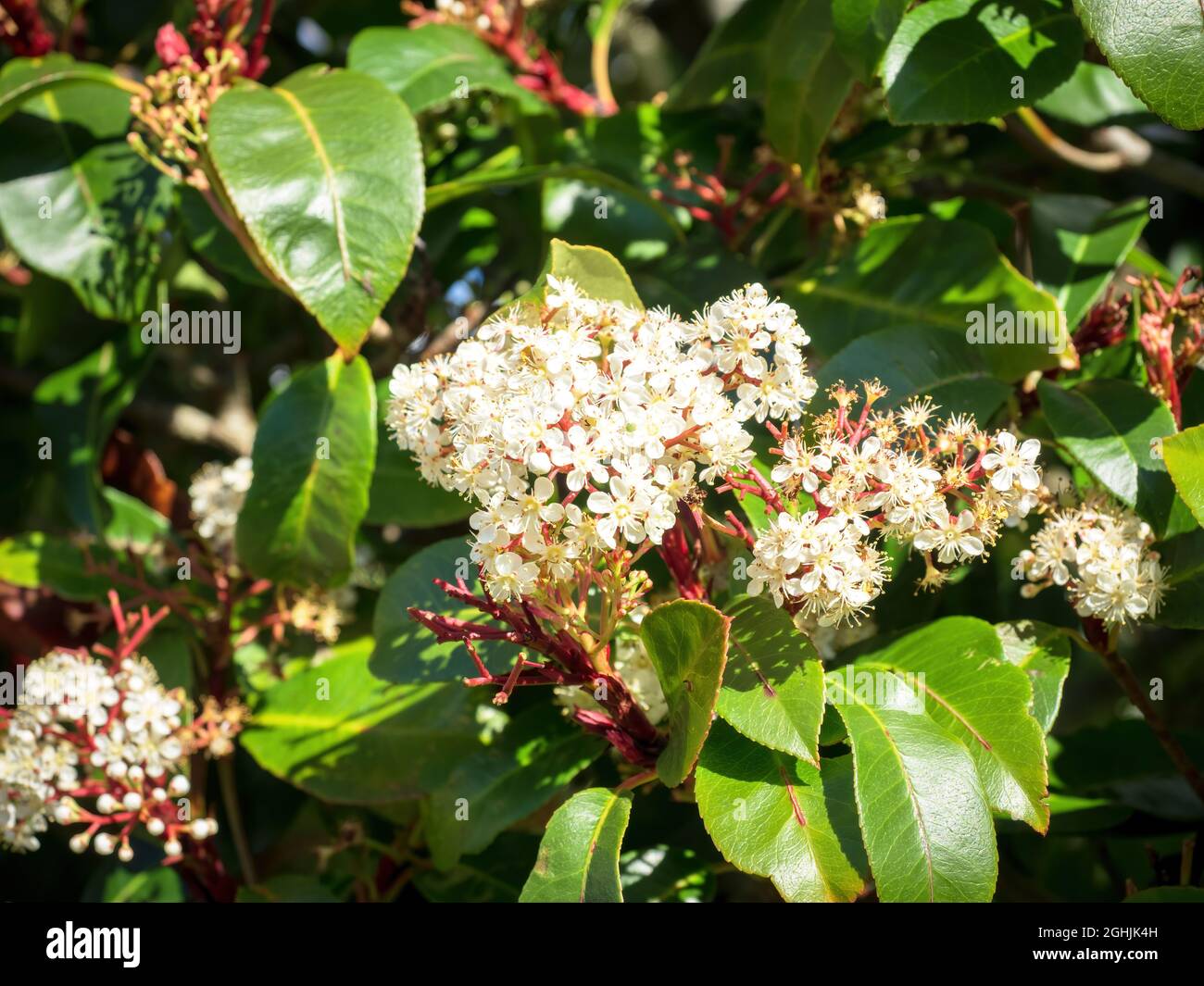 Red Tip Photinia (Photinia x fraseri) tree with flowers and leaves ...