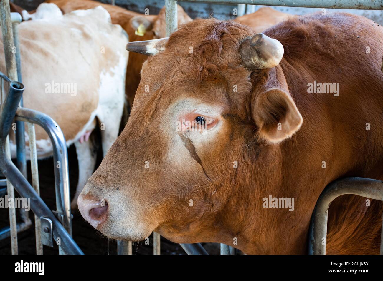 Close-up image of bull in barn Stock Photo - Alamy