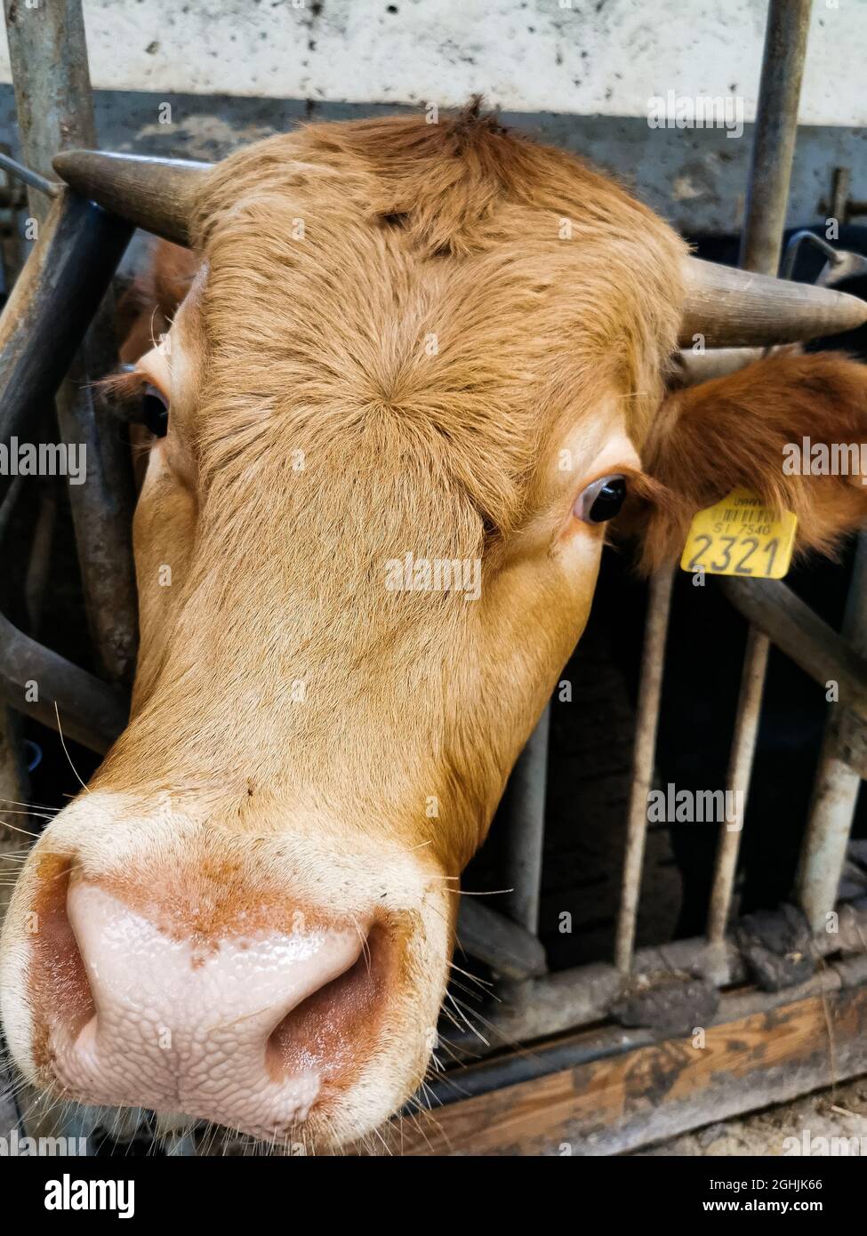 Close-up image of bull in barn Stock Photo - Alamy