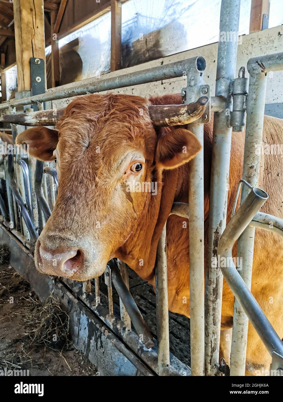 Close-up image of bull in barn Stock Photo - Alamy