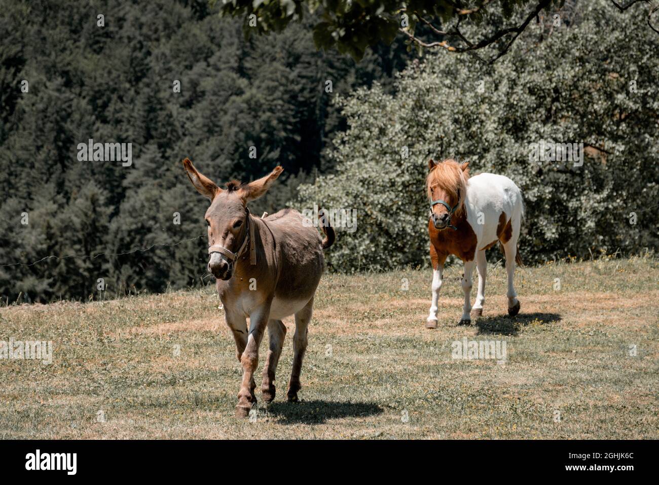 Pony and donkey running on a pasture Stock Photo - Alamy
