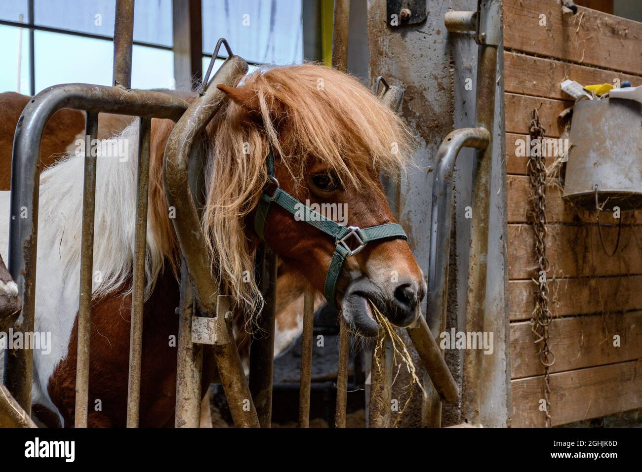 Pony eating hay in barn Stock Photo - Alamy