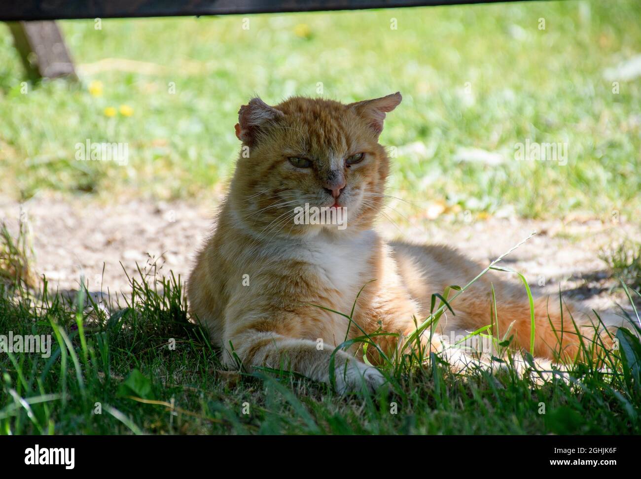 Ginger cat with battle scars relaxing in shade on grass Stock Photo - Alamy