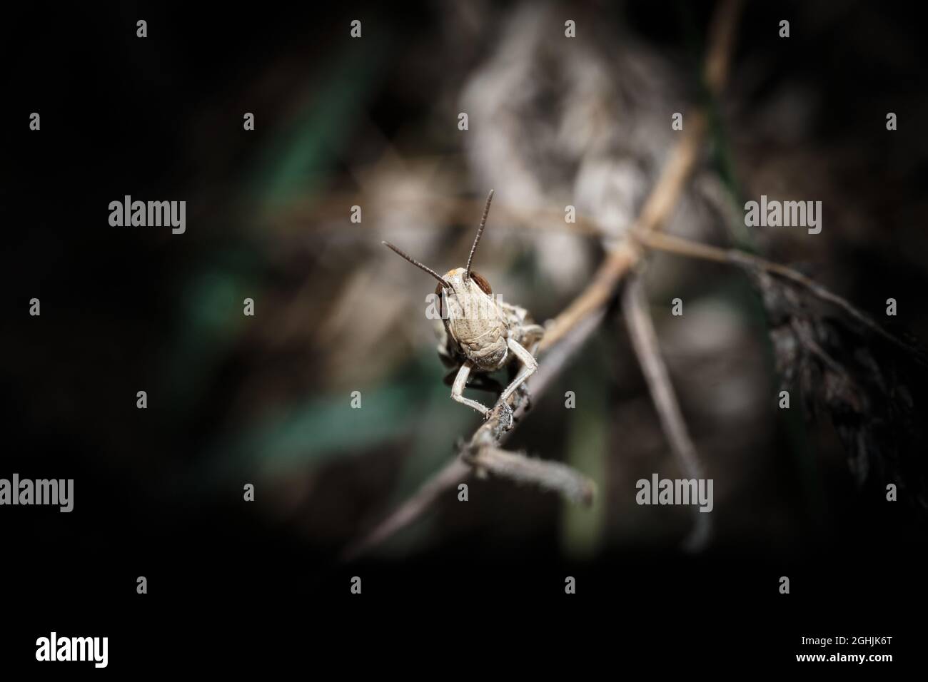 Common Ground-hopper (Tetris undulata Stock Photo - Alamy