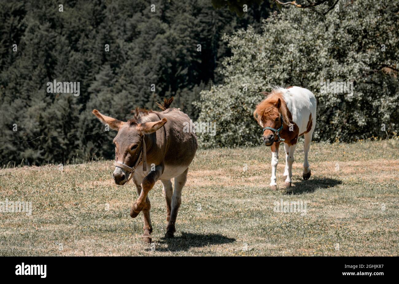 Pony and donkey running on a pasture Stock Photo - Alamy