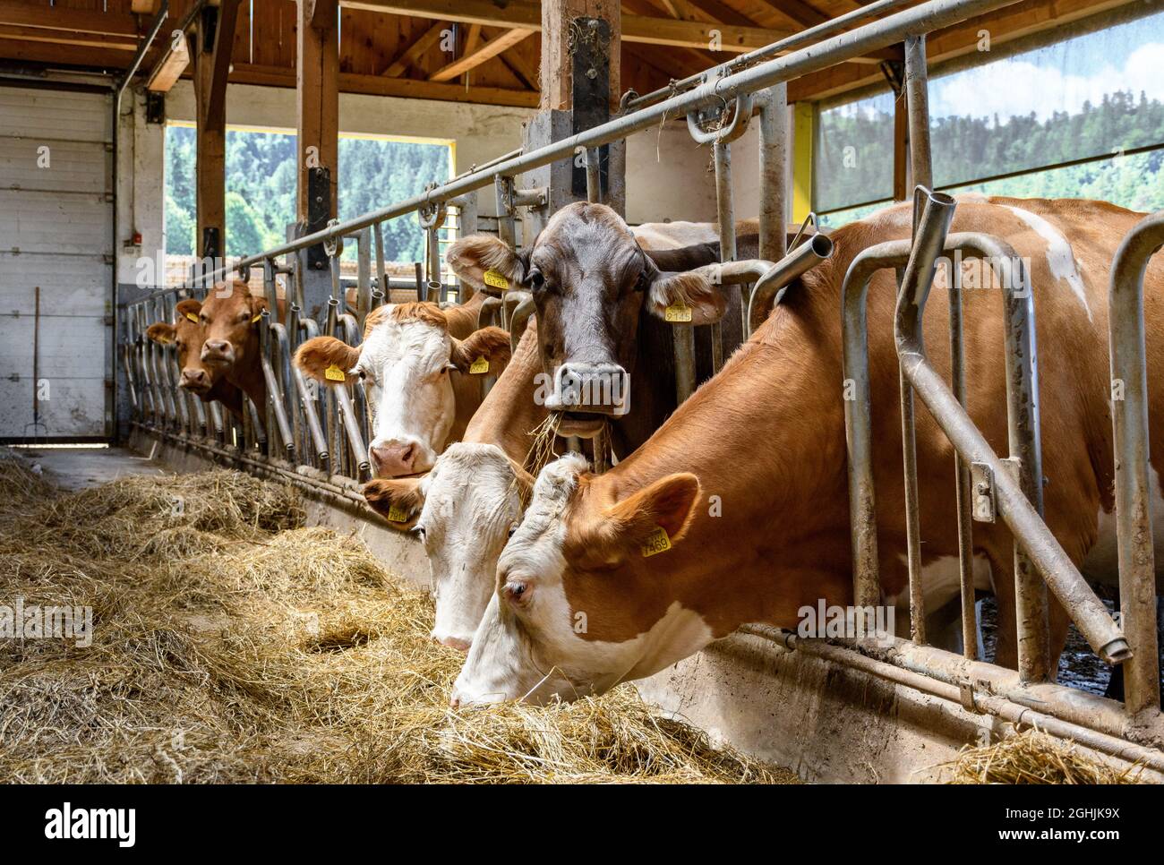 Cows eating hay in barn on a farm Stock Photo - Alamy
