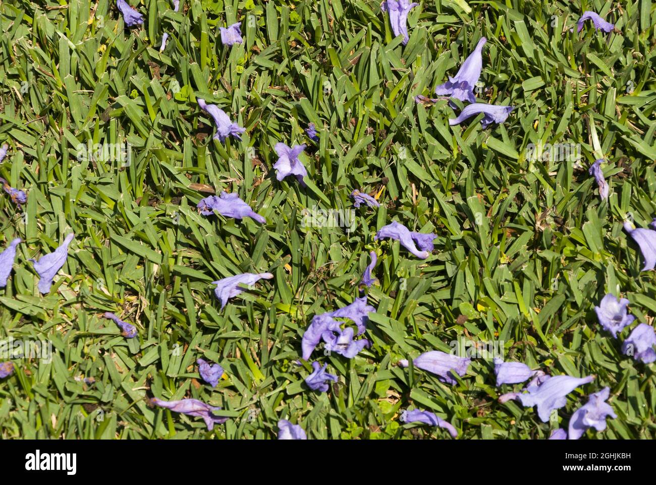 Jacaranda petals, Flor Jacaranda in Guatemala, Jacaranda mimosifolia ...
