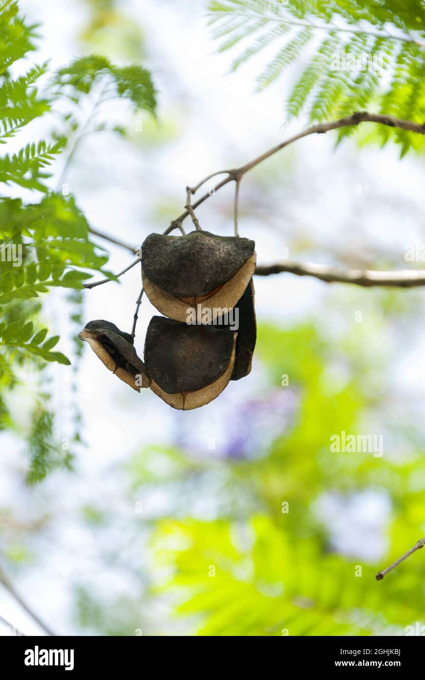 Flor Jacaranda in Guatemala, Jacaranda mimosifolia Stock Photo - Alamy