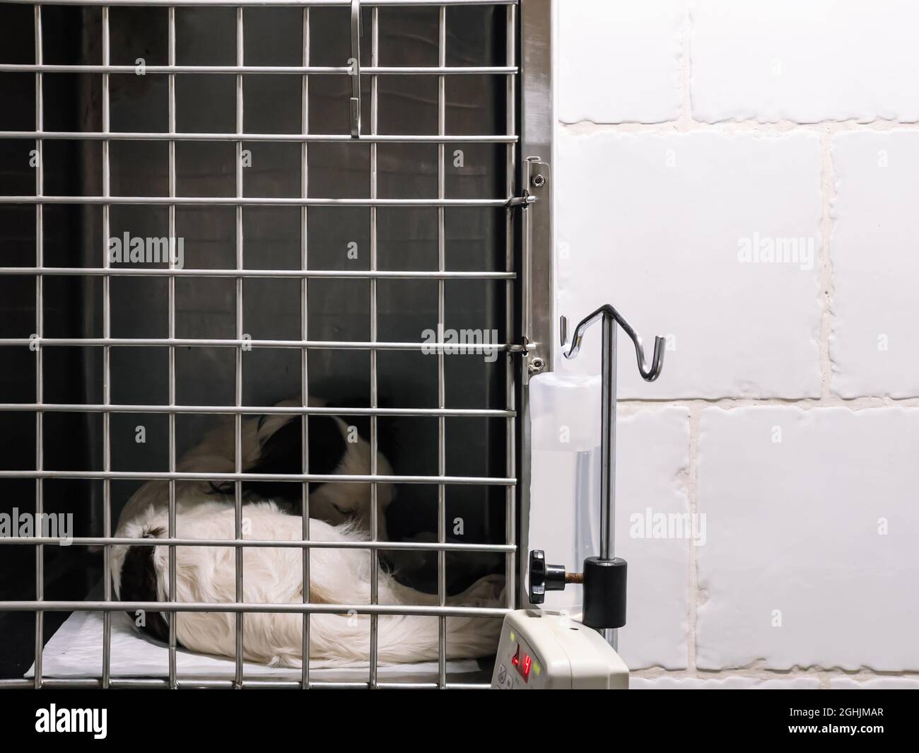 pet recovering from surgery at the veterinary clinic Stock Photo - Alamy