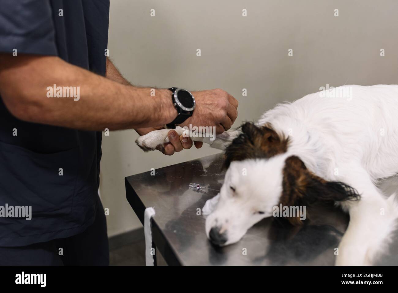 Sick dog in the veterinary hospital. veterinary treatment with ...