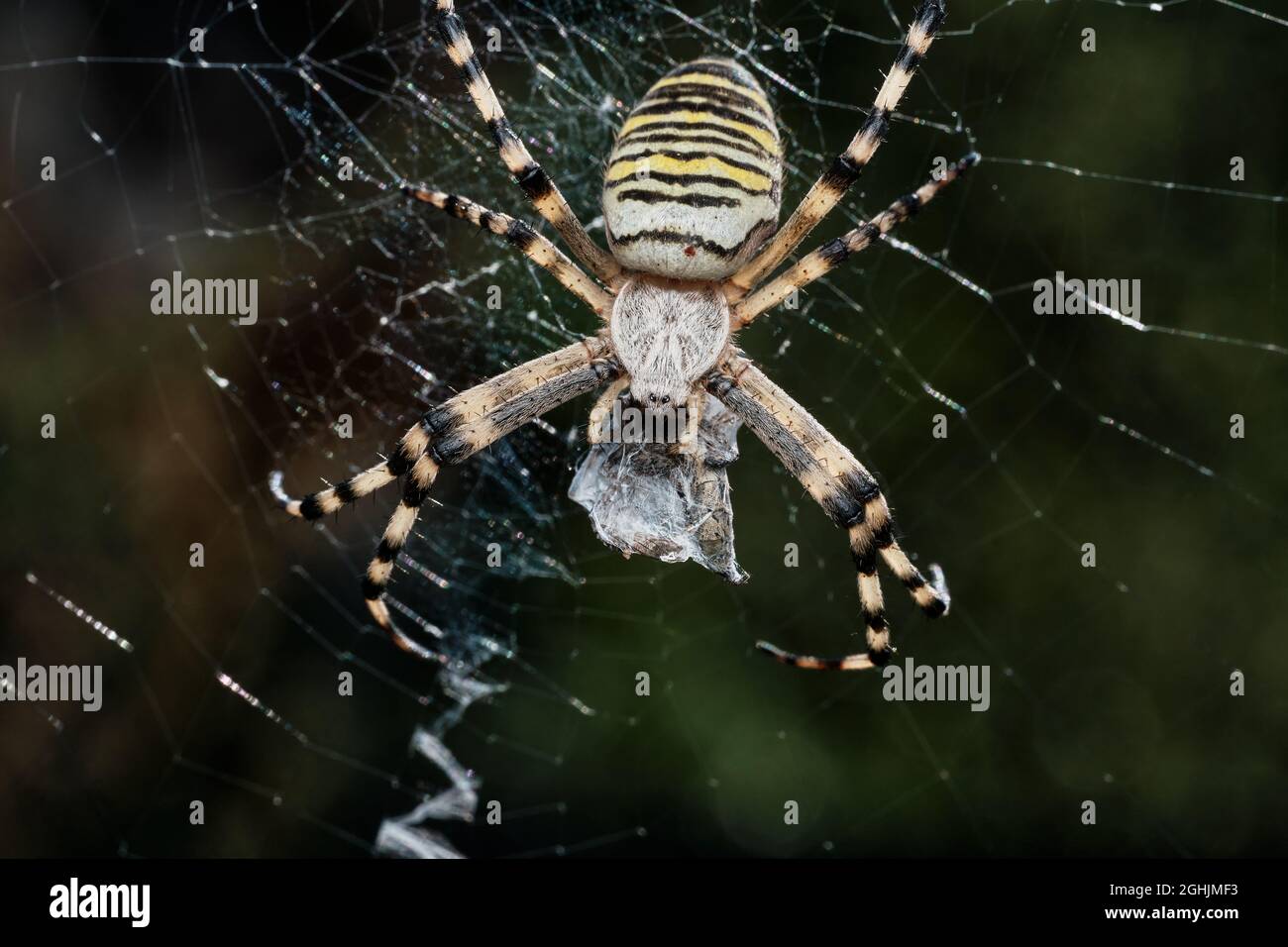 Impressive spider hi-res stock photography and images - Alamy