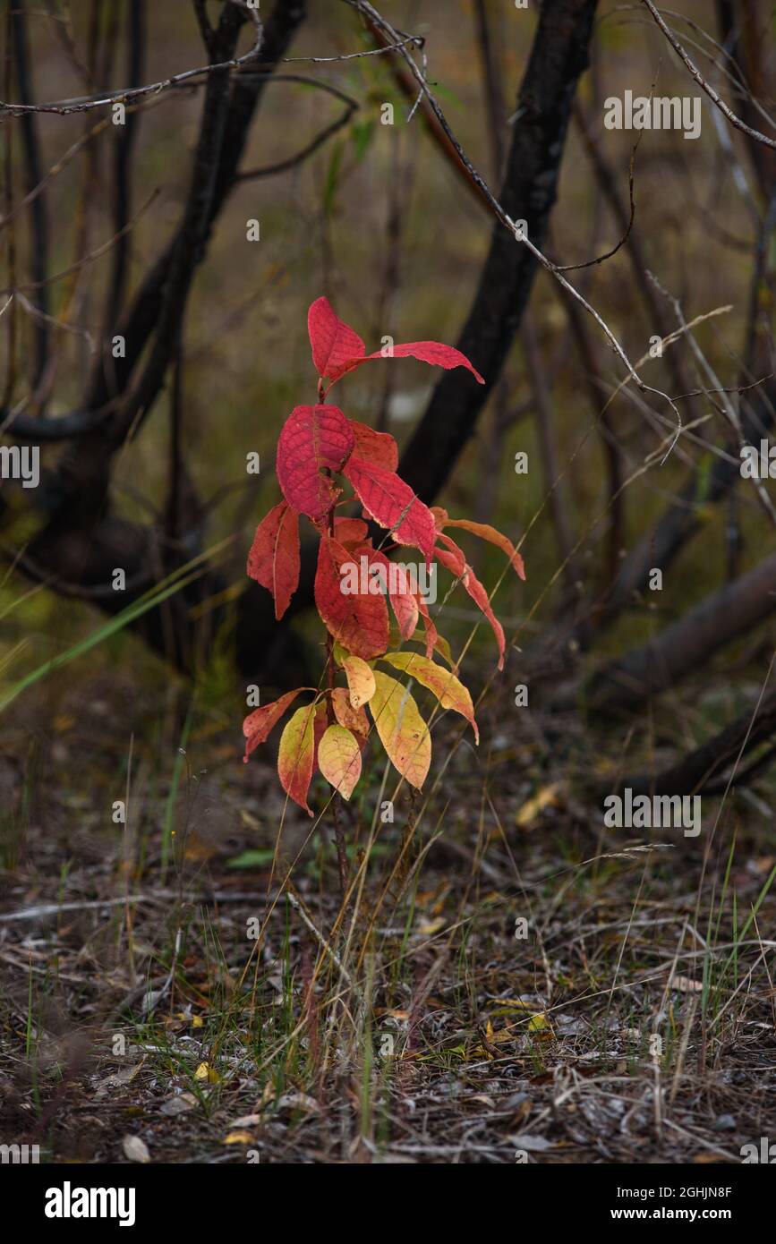 The foliage of a small bird cherry close-up after the autumn cold. The ...