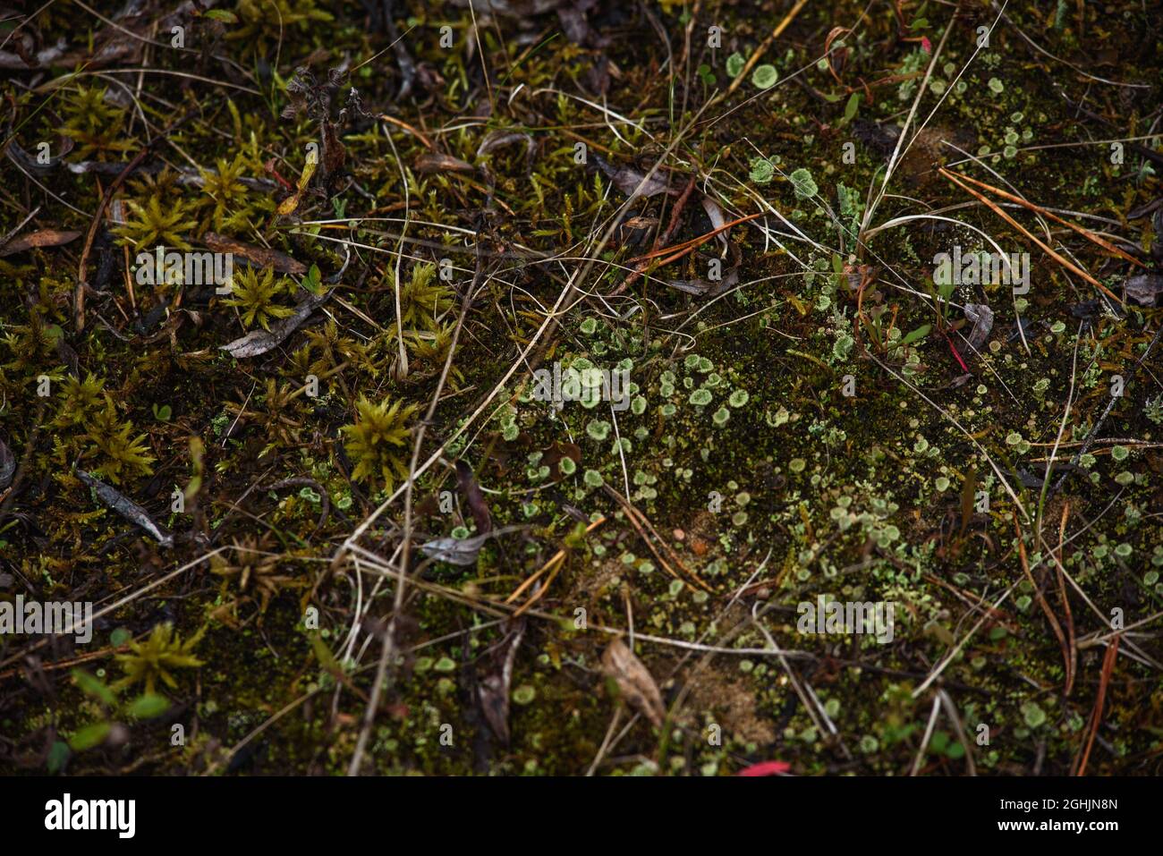 Mosses plant plantae hi-res stock photography and images - Alamy
