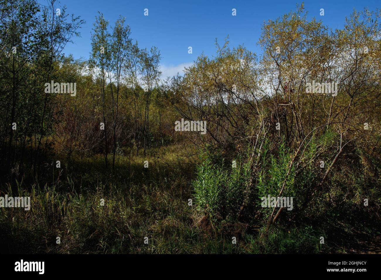 Young willow shoots grow from the trunks of broken and fallen willow ...