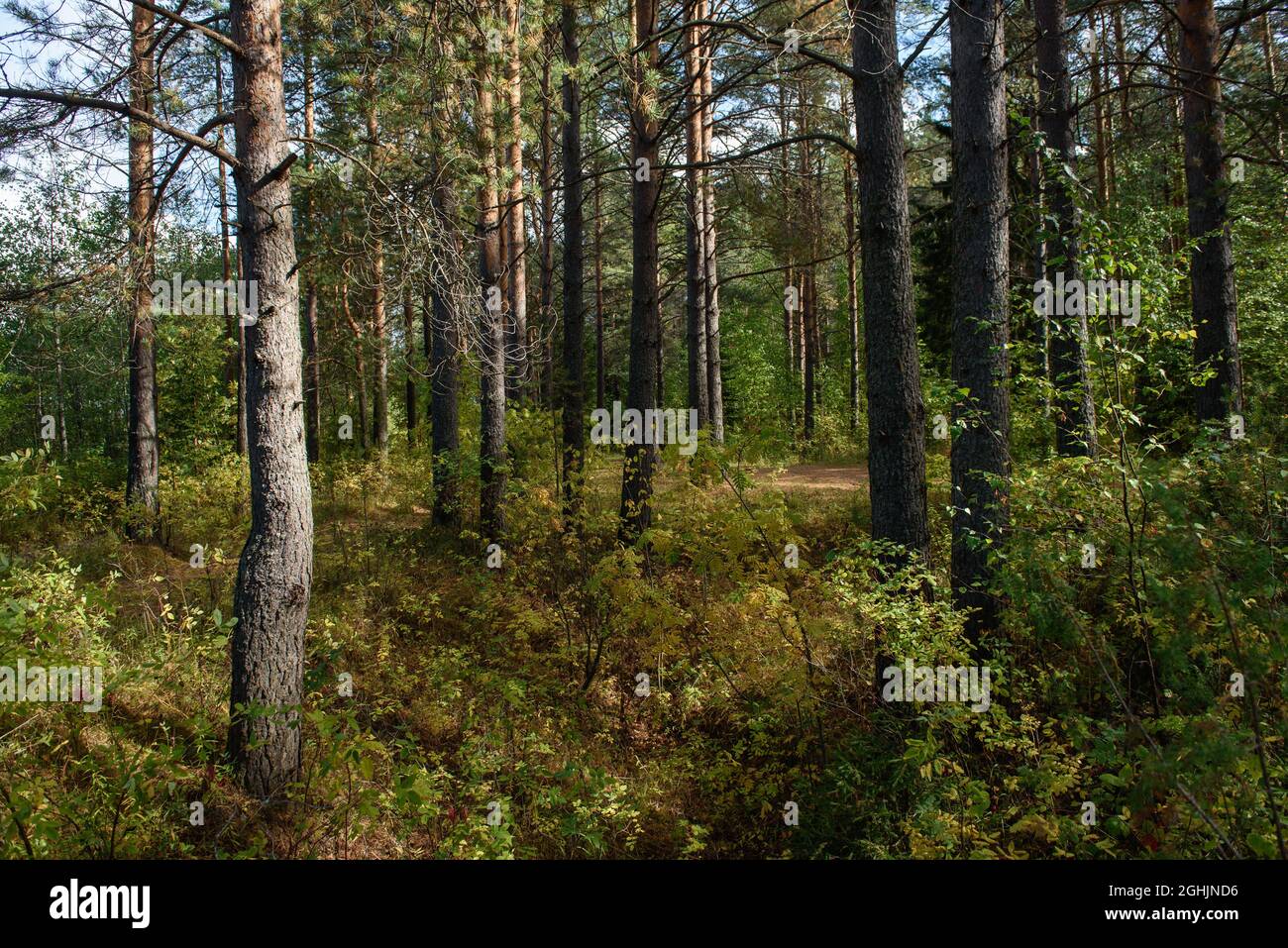 Landscape of the northern forest. A dense forest with fallen trees, fir ...
