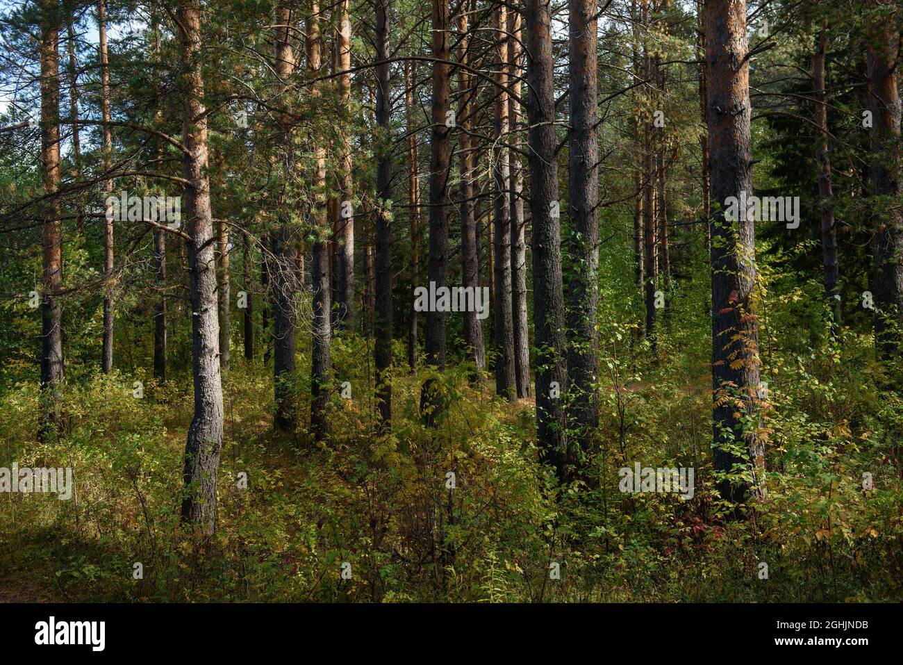 Landscape of the northern forest. A dense forest with fallen trees, fir ...