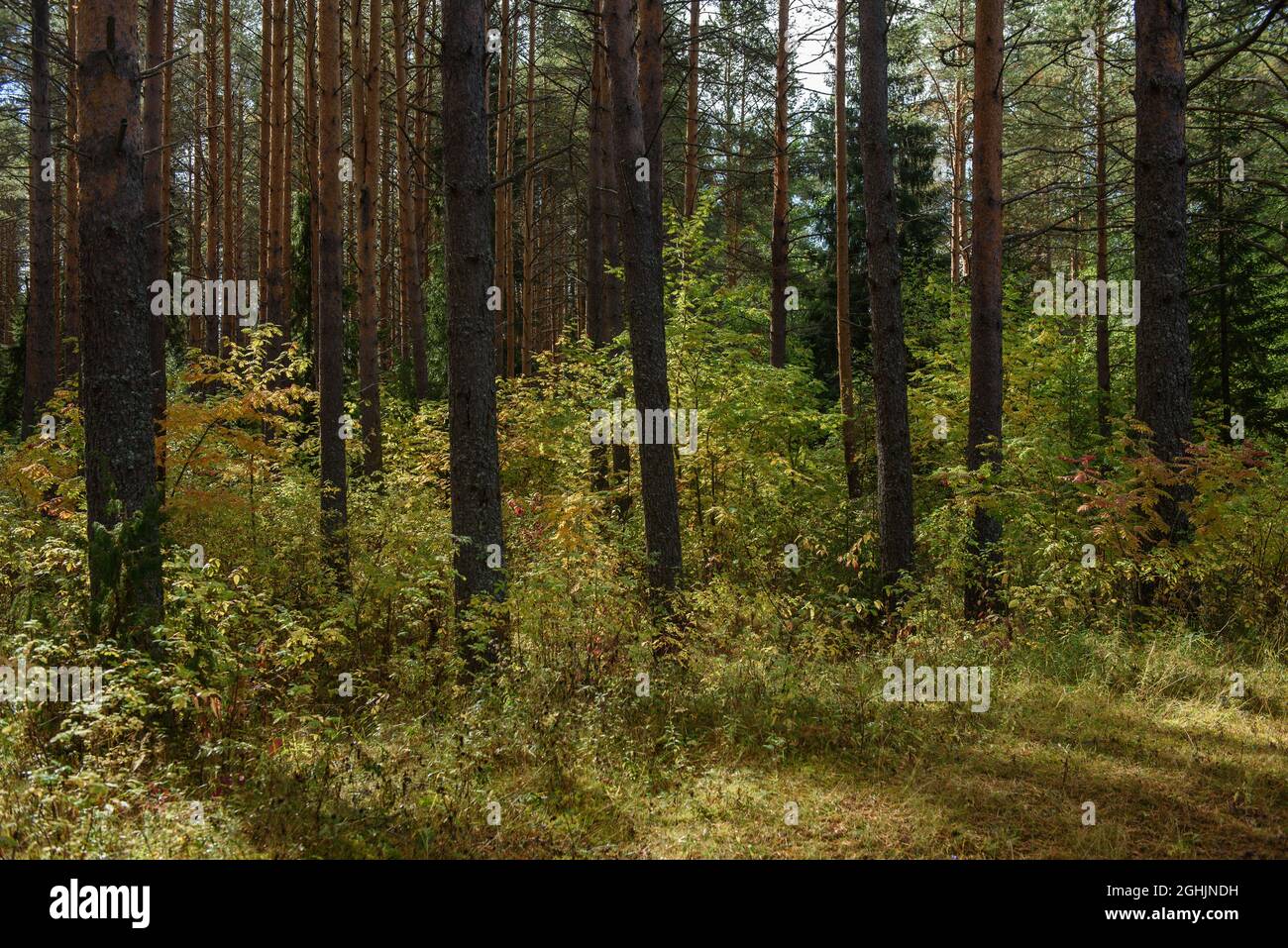 Landscape of the northern forest. A dense forest with fallen trees, fir ...