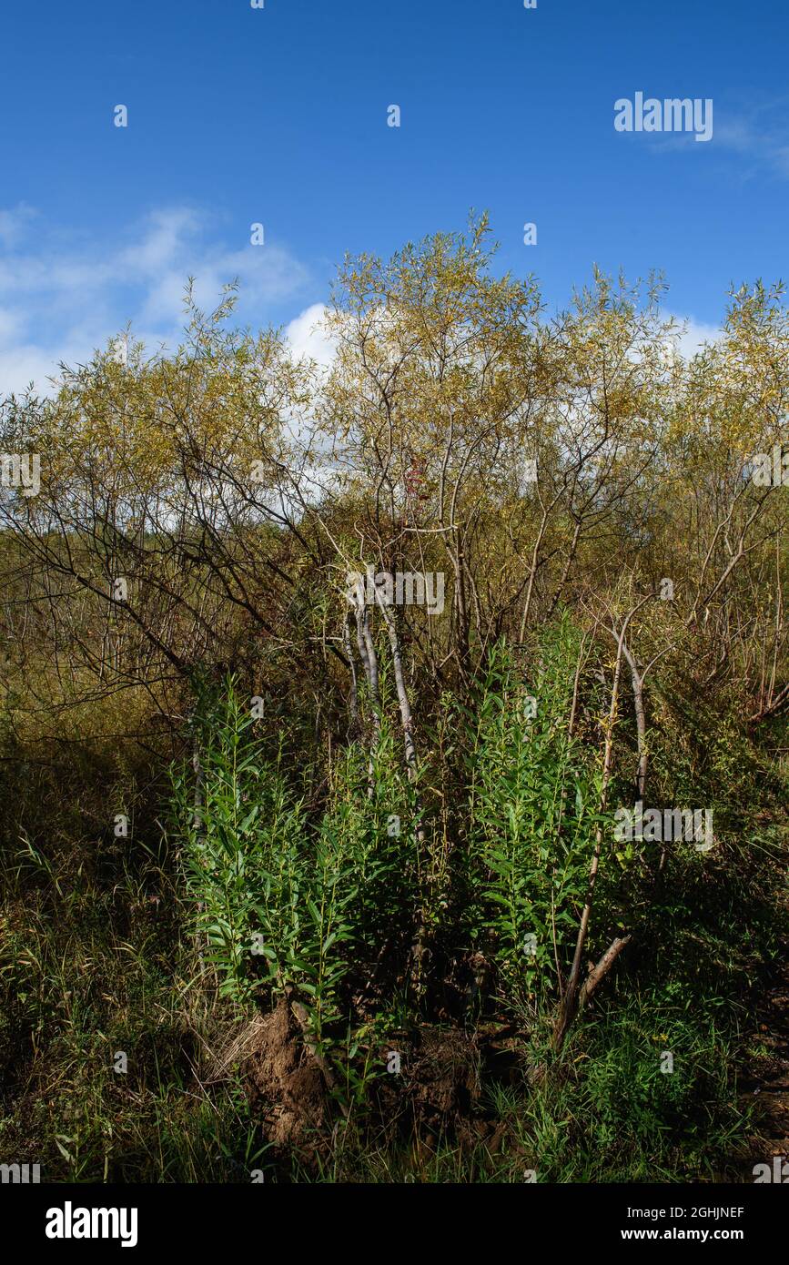 Young willow shoots grow from the trunks of broken and fallen willow ...