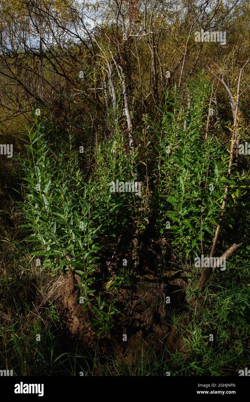 Young willow shoots grow from the trunks of broken and fallen willow ...