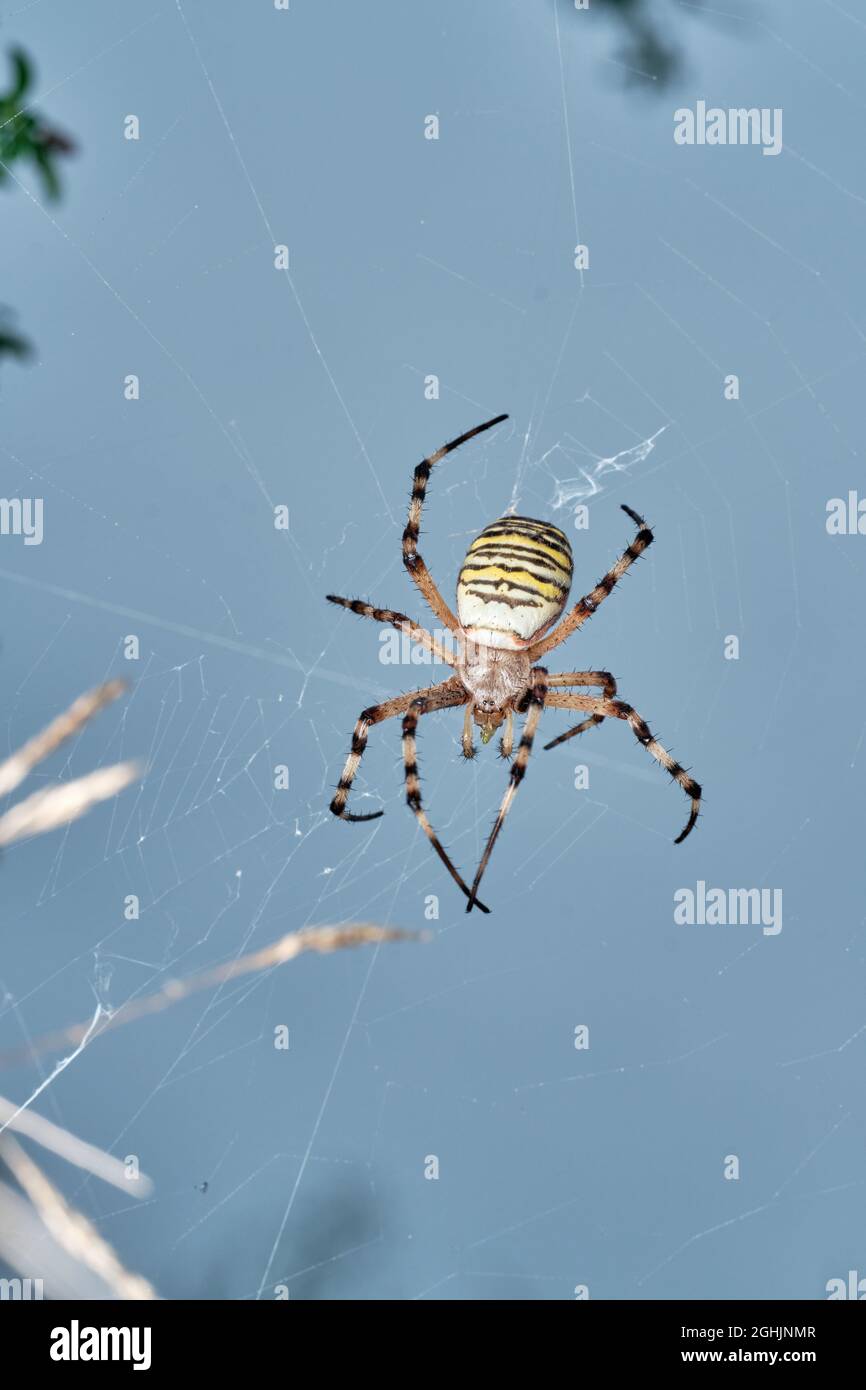 Impressive spider hi-res stock photography and images - Alamy