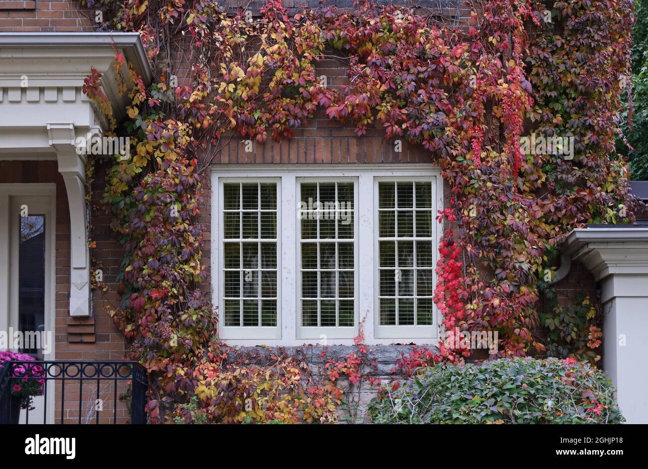 Old house and vines hi-res stock photography and images - Alamy