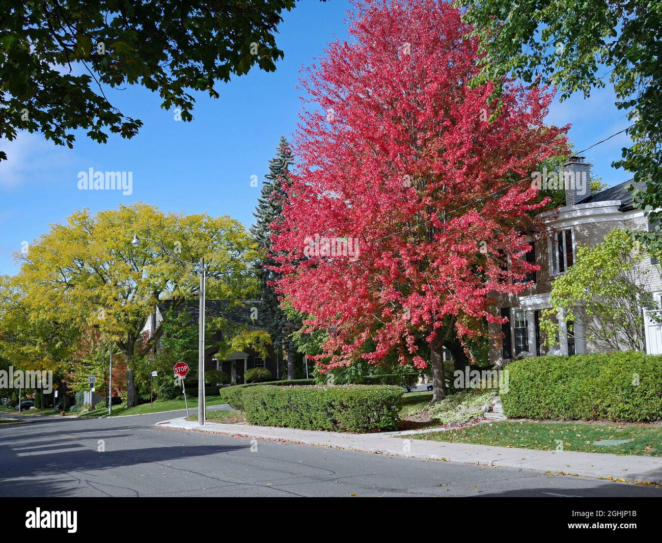 Residential neighborhood with mature trees, maple tree turning red in ...