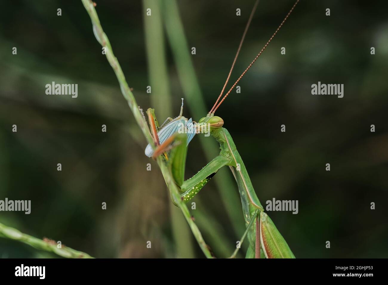 Praying mantis eating a leafhopper Stock Photo - Alamy