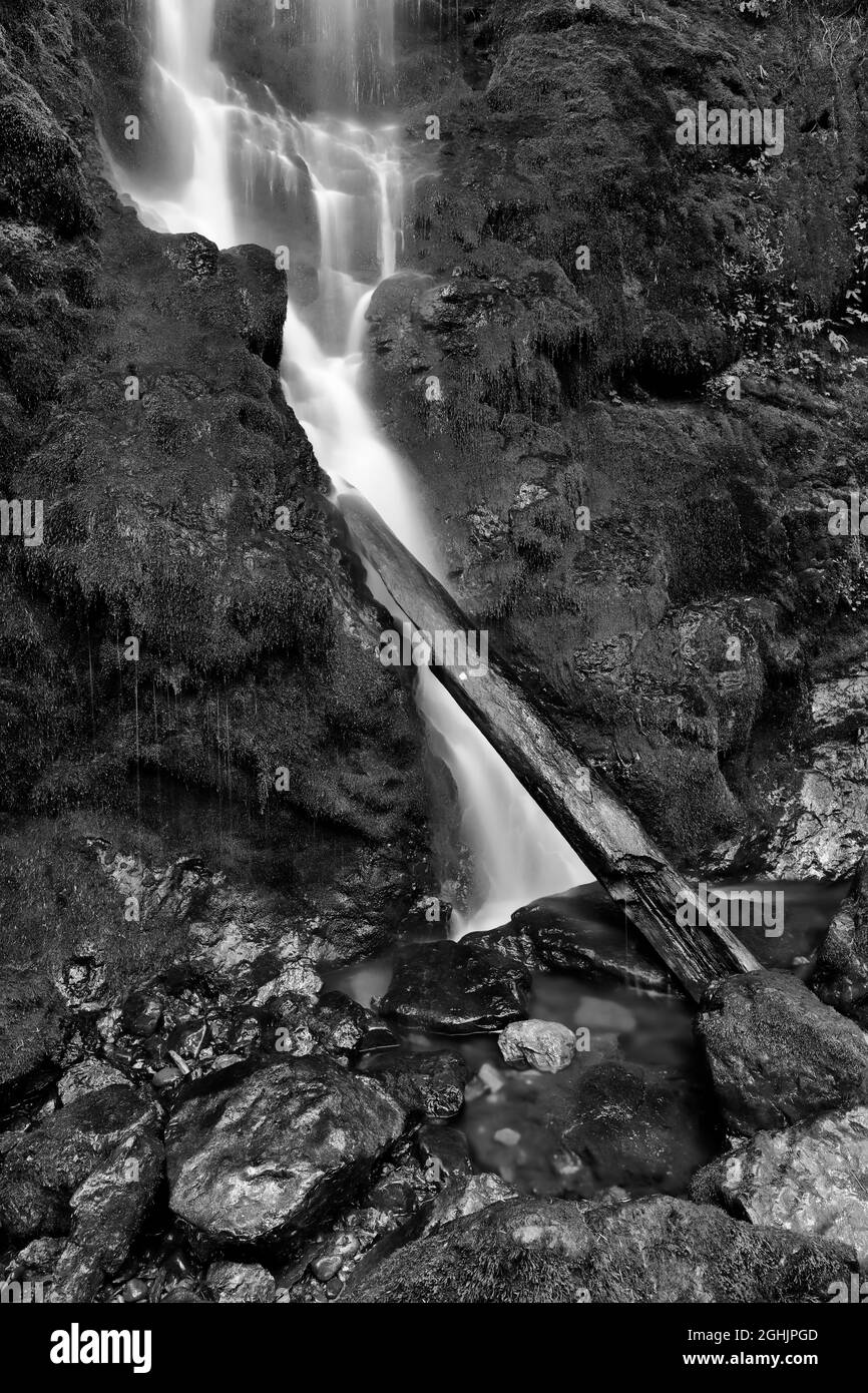 USA, Washington, Pacific Northwest, Olympic National forest, Merriman ...