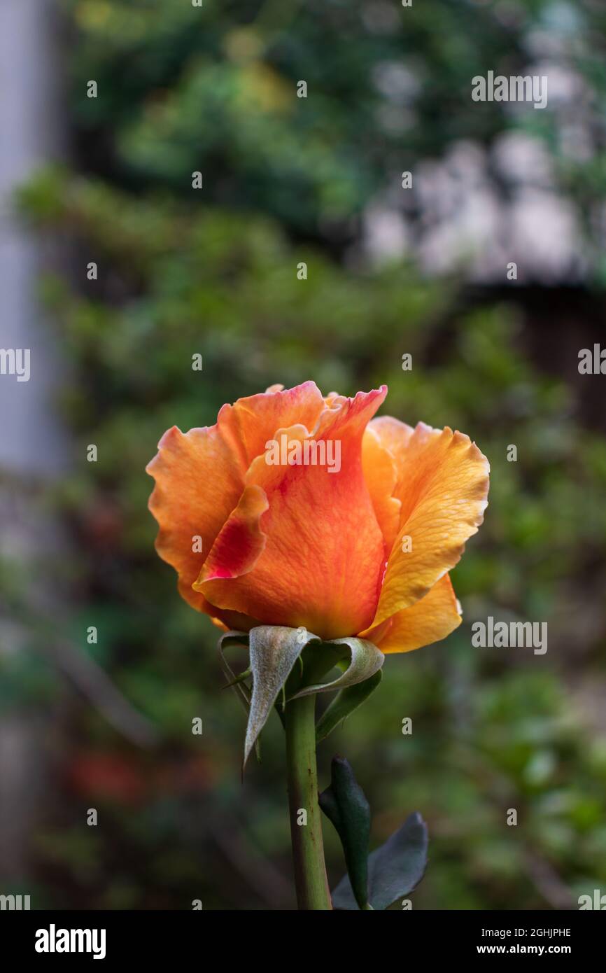 Single orange image hi-res stock photography and images - Alamy