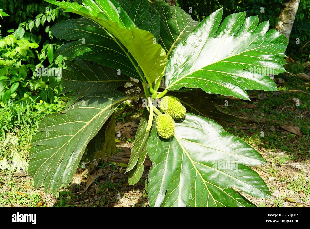 tropical breadfruit tree Stock Photo - Alamy