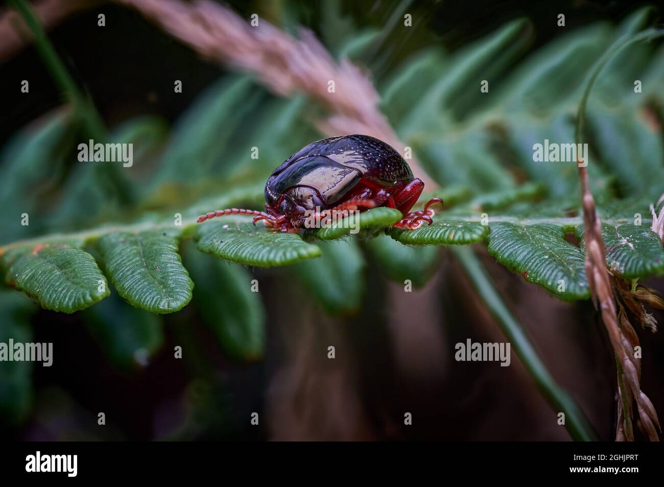 Rhinocerous beetle hi-res stock photography and images - Alamy