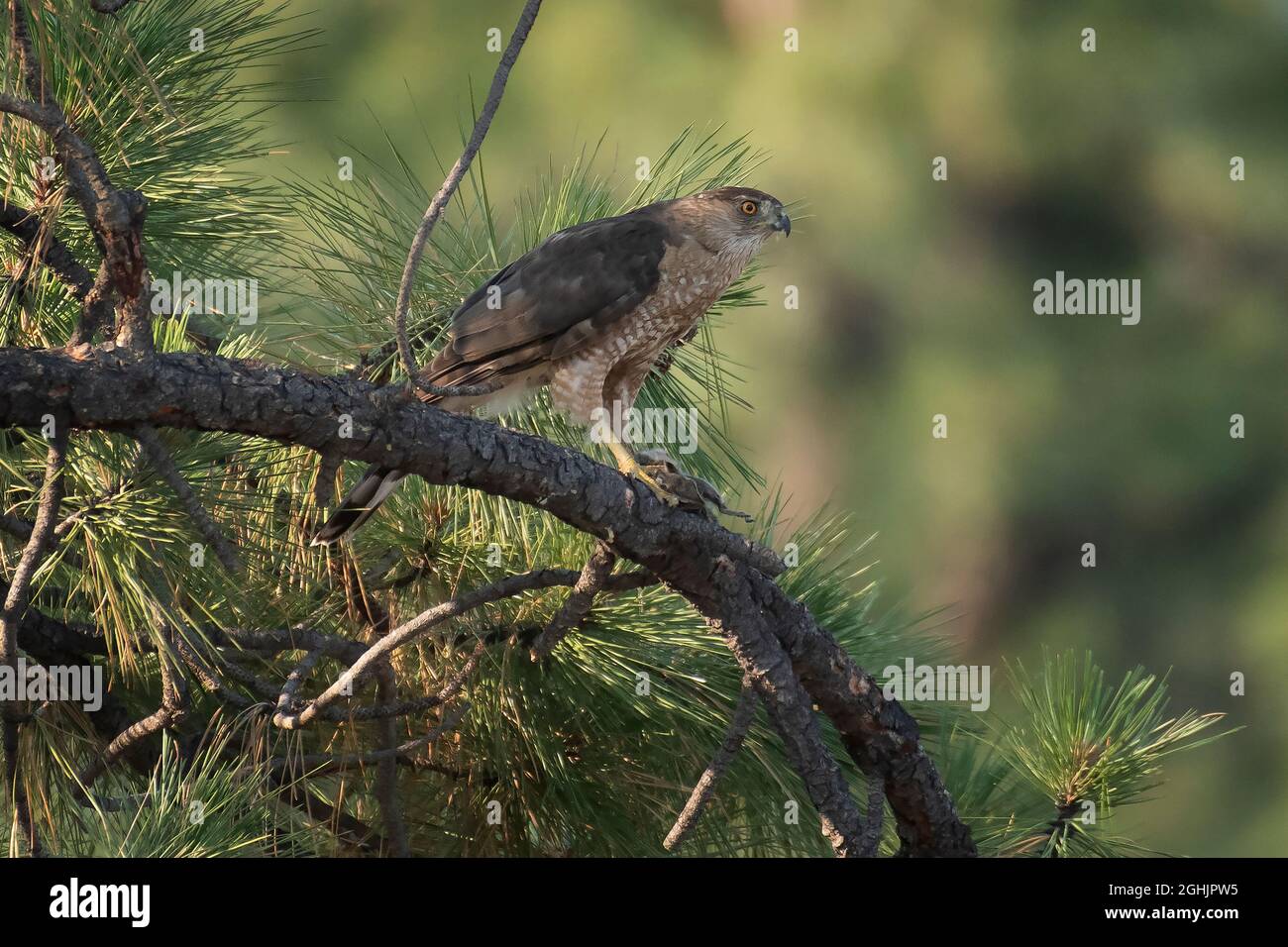 USA, Oregon, Falcon Stock Photo - Alamy