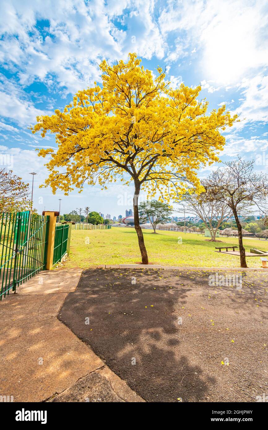 Beautiful yellow Ipe tree. Tree symbol of Campo Grande city at Park of ...