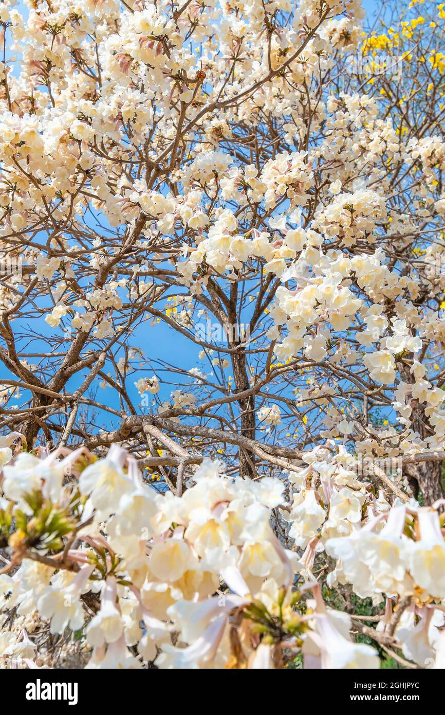 White Ipe tree, beautiful white flowers on a blue sky day Stock Photo ...