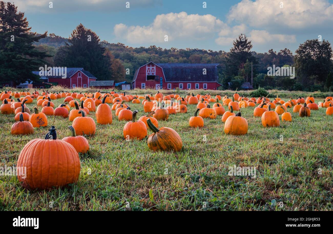 Pumpkins arranged on a farm with red barn in morning dew with fluffy ...
