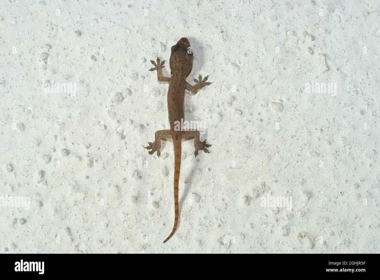 Young Gecko climbing wall in Central America, Guatemala, Gekkonidae ...