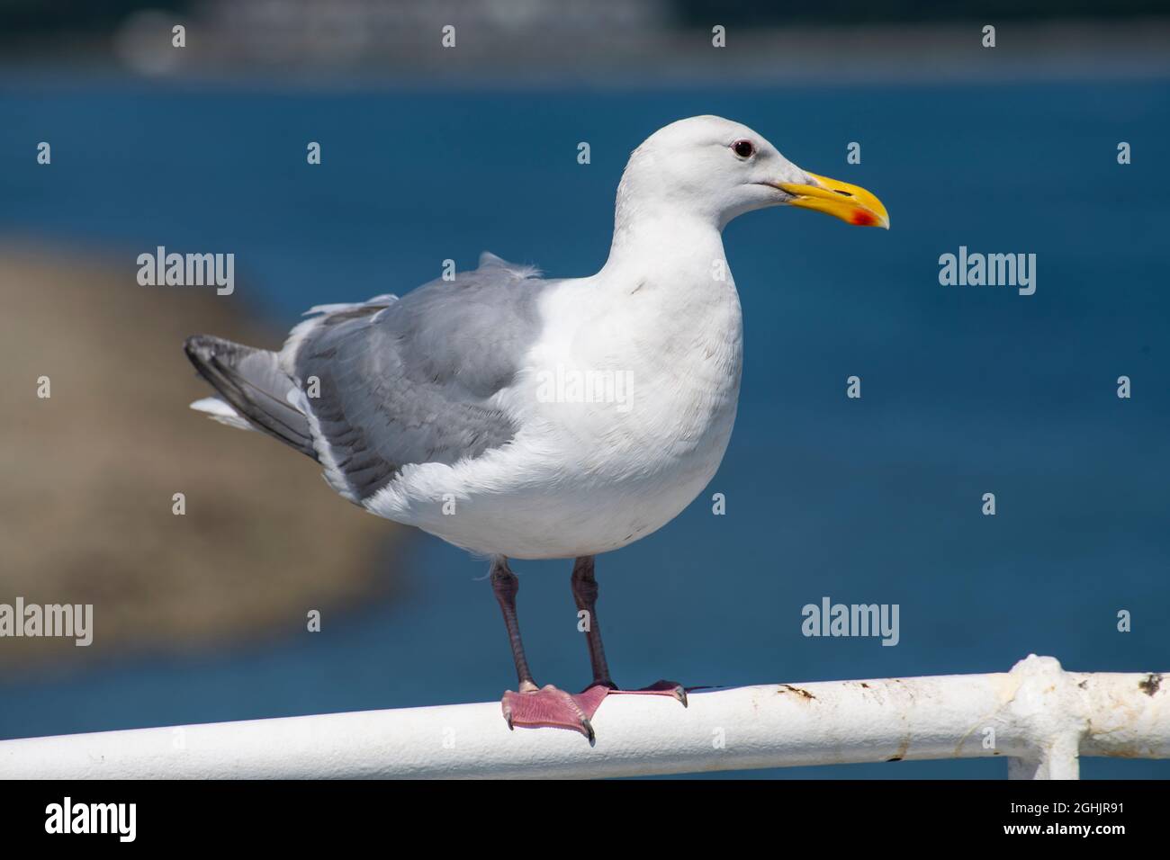 A seagull hitching a free ride on BC Ferries Stock Photo - Alamy