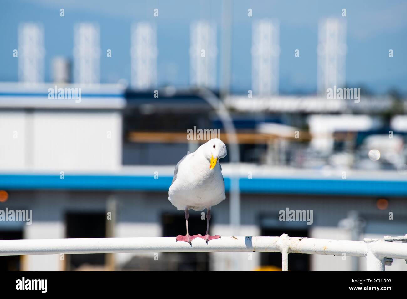 A seagull hitching a free ride on BC Ferries Stock Photo - Alamy