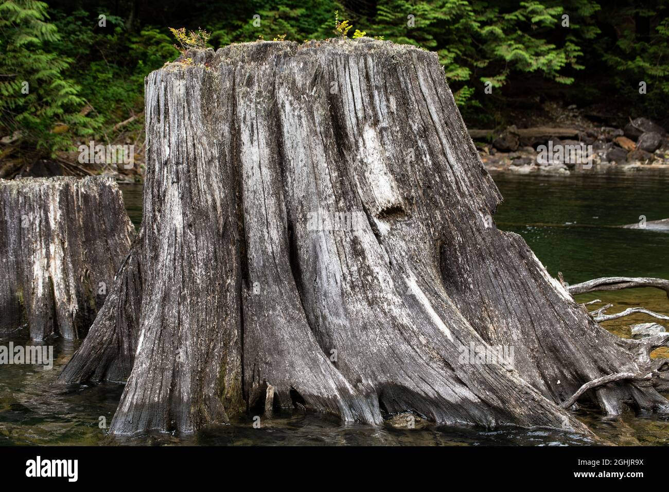 Old springboard hi-res stock photography and images - Alamy