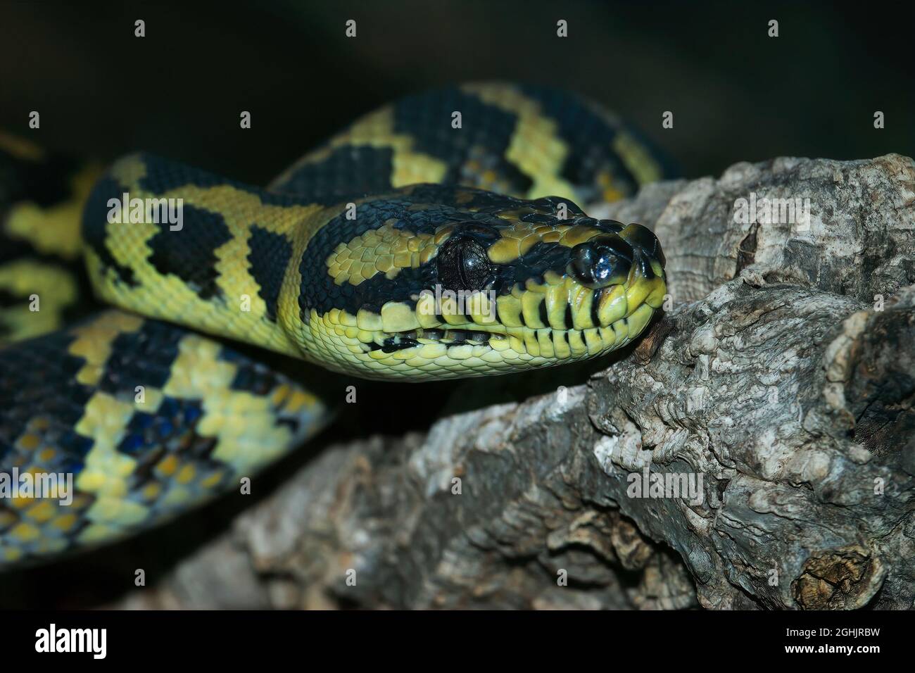 Closeup on a Carpet python, Morelia spilota harrisoni Stock Photo - Alamy