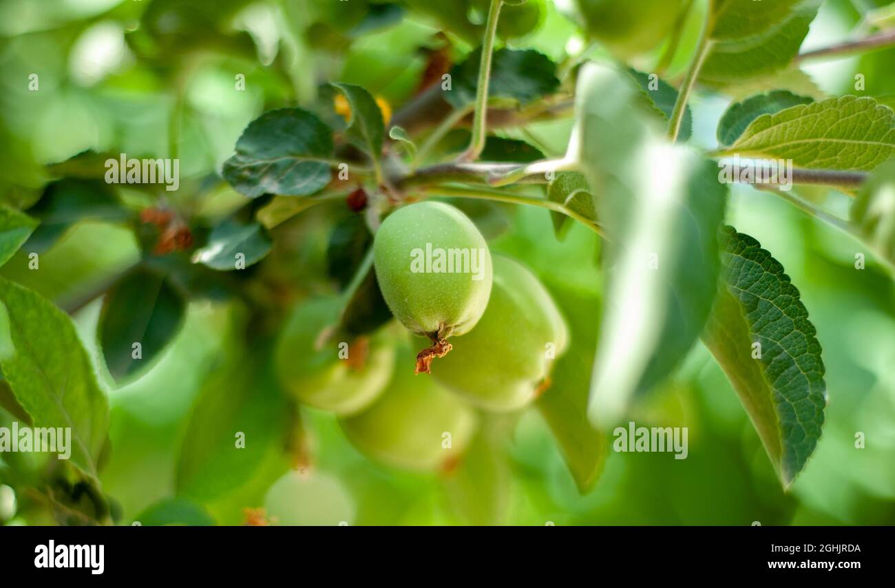 Unripe apple on the summer tree in iran Stock Photo - Alamy