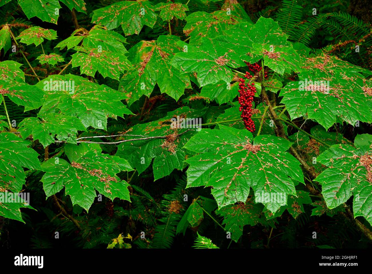 USA, Washington, Pacific Northwest, Olympic National forest, Merriman ...