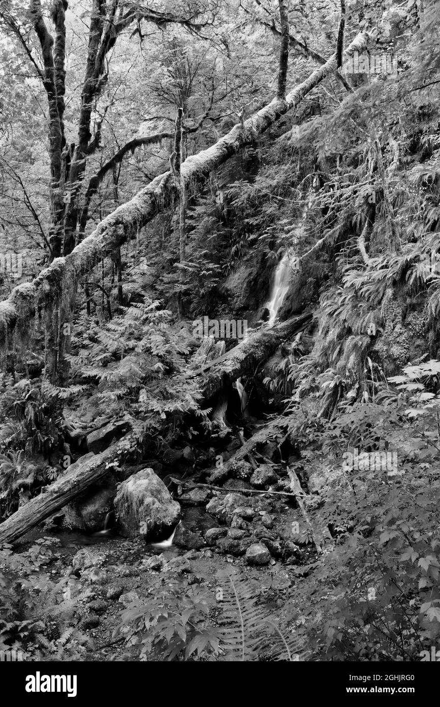 USA, Washington, Pacific Northwest, Olympic National forest, Merriman ...
