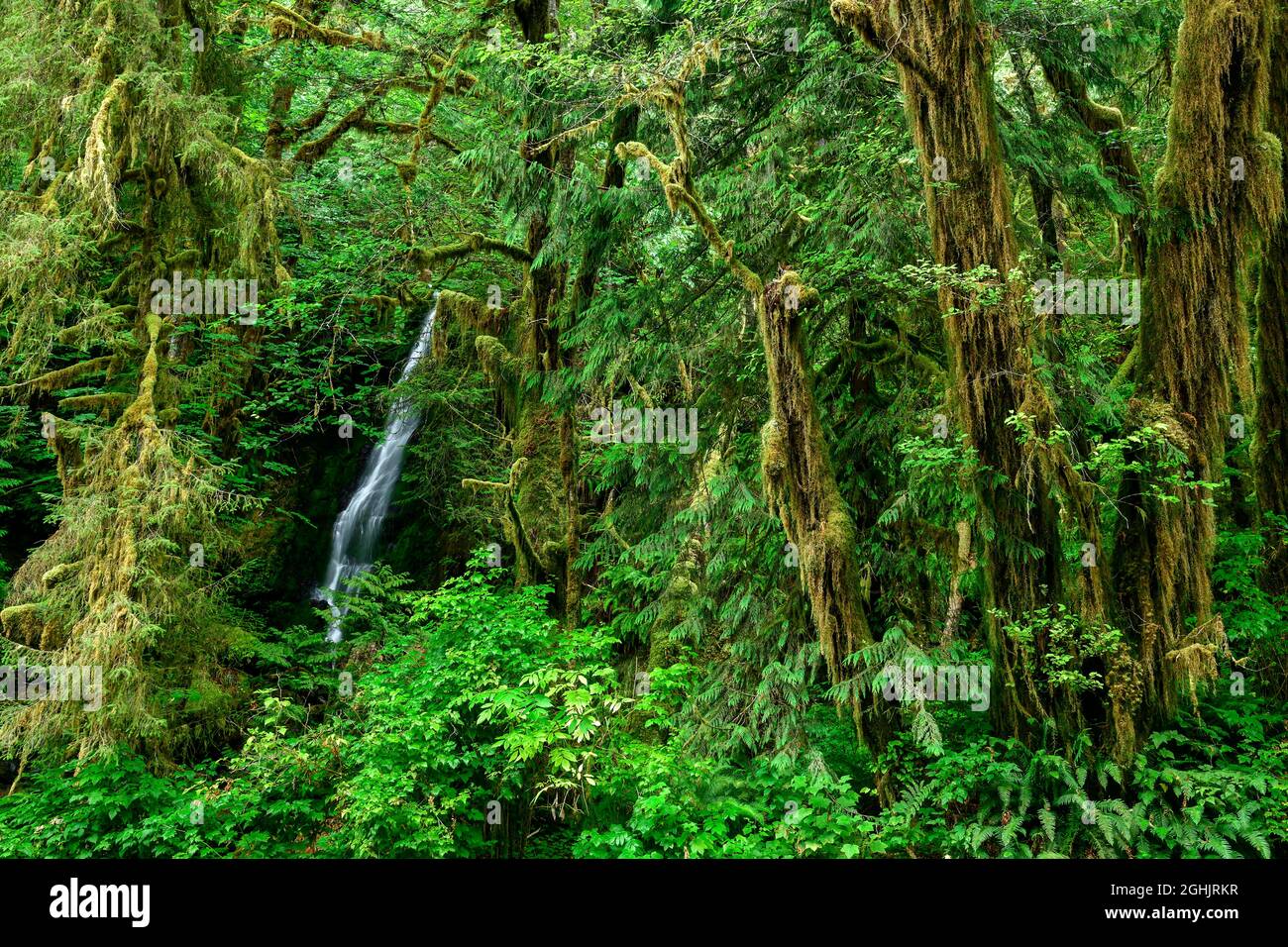 USA, Washington, Pacific Northwest, Olympic National forest, Merriman ...