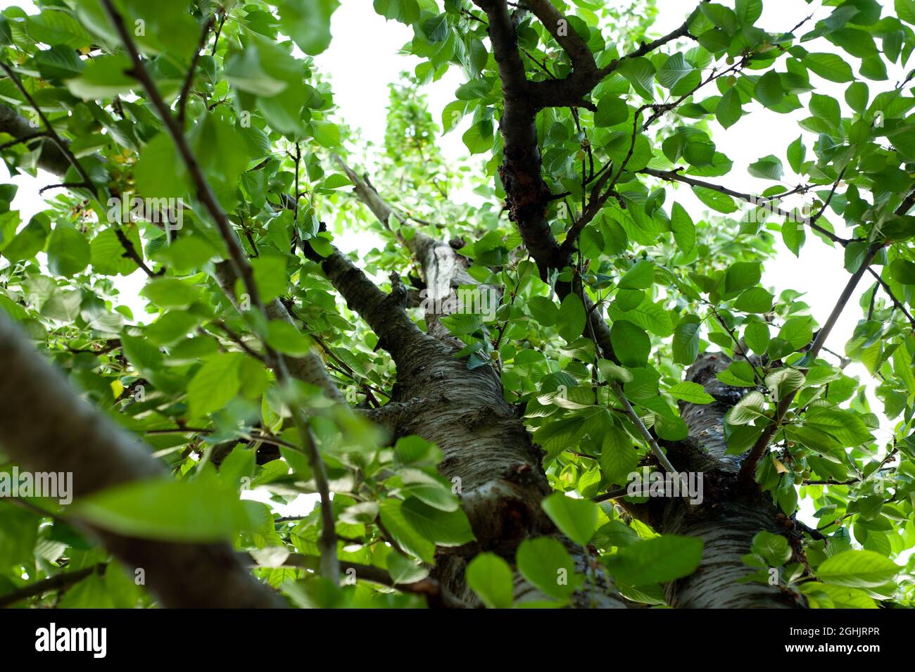Cherry tree conservation hi-res stock photography and images - Alamy
