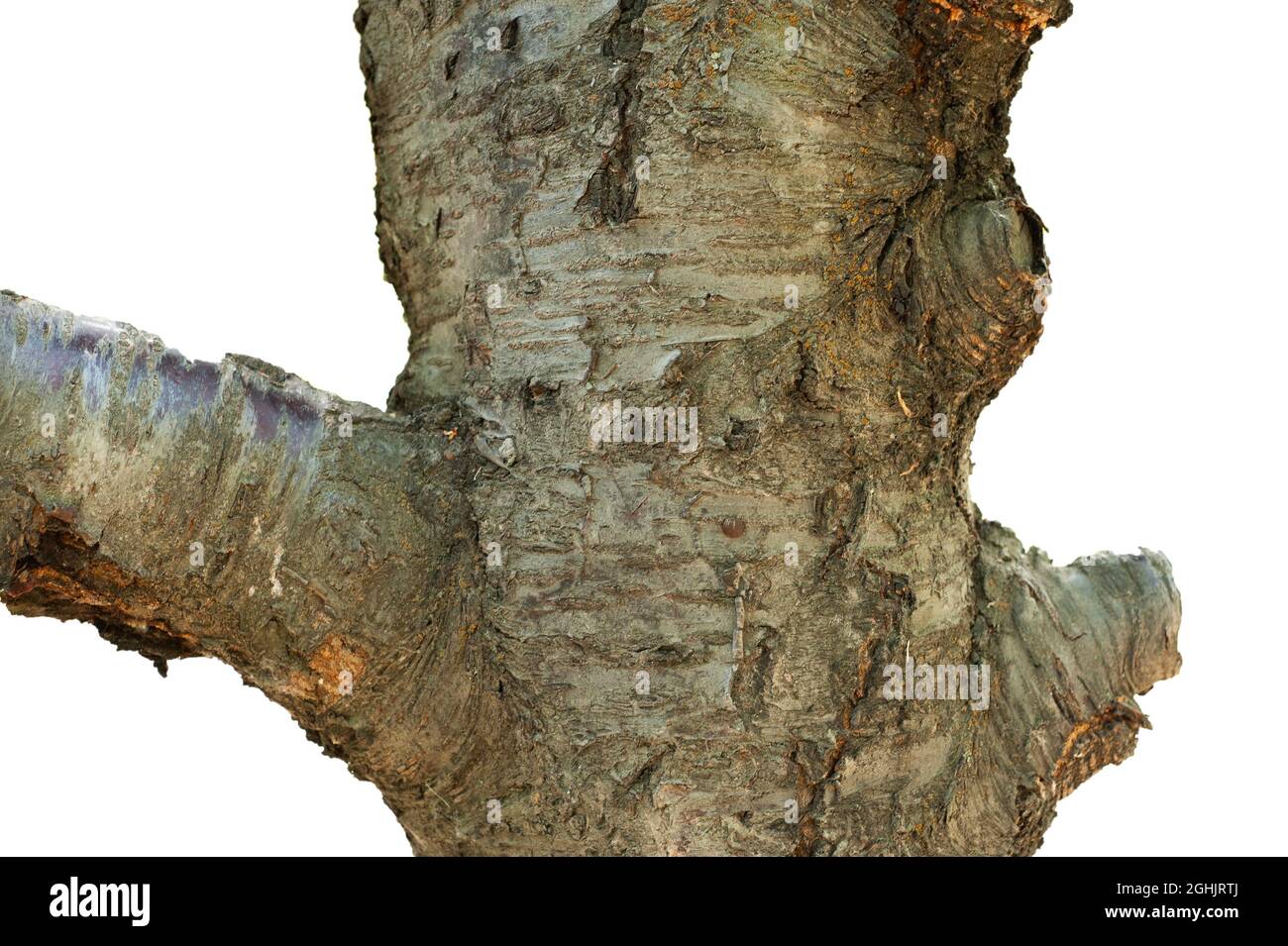 Cherry wood bark texture background hi-res stock photography and images ...