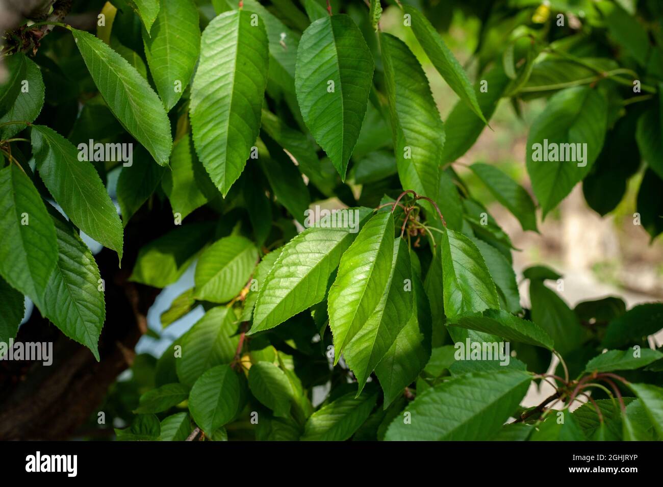 Cherry tree conservation hi-res stock photography and images - Alamy