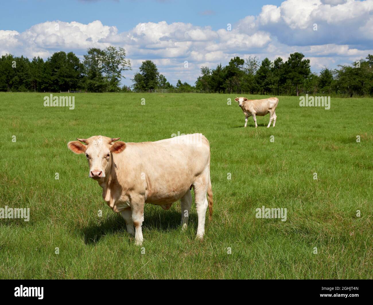 Adult cows hi-res stock photography and images - Alamy